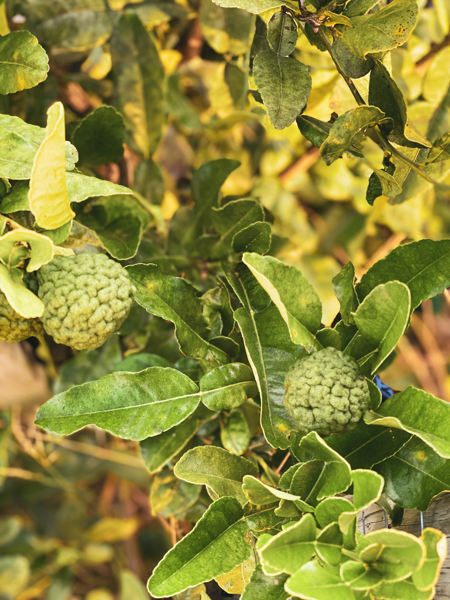 Screen_Shot_2021-08-20_at_4.02.16_PM_1200x1200.png?v=1630222104